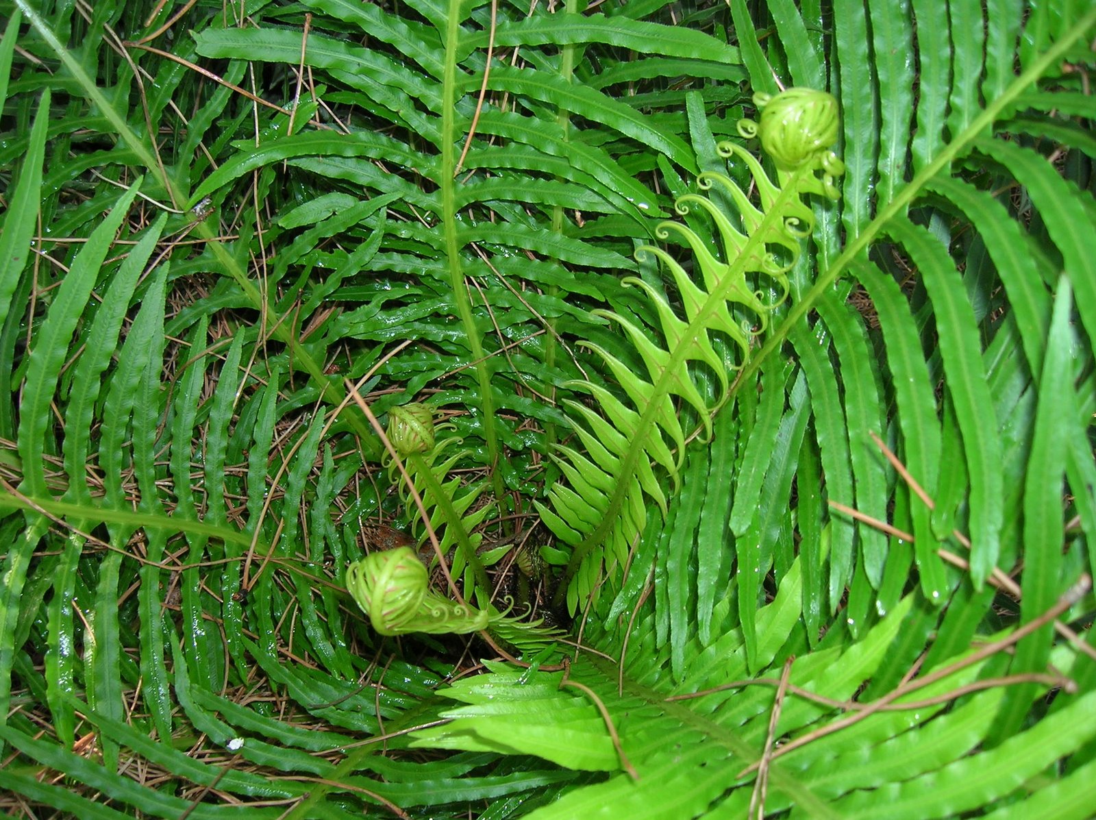 Recregarden: BLECHNUM SP.